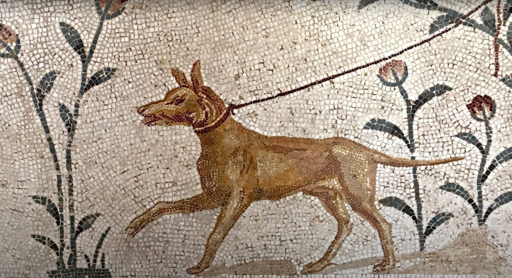 Do Roman dog breeds still exist? - Roman Empire